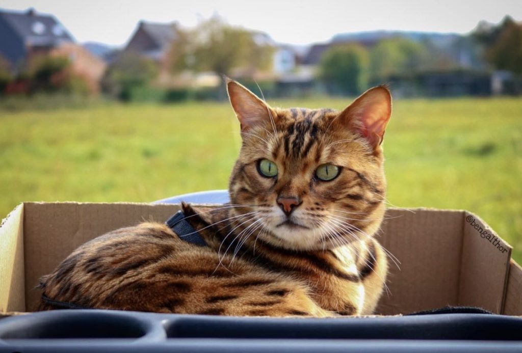 Certain cat breeds will no longer be allowed in Brussels - Brussels Express