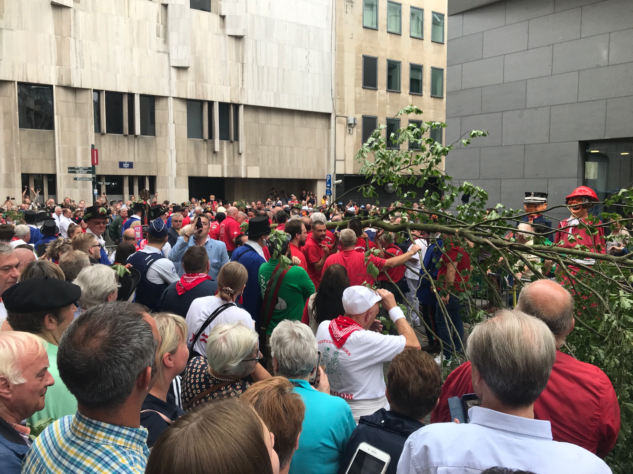The 711st planting of the Meyboom took place today in Brussels ...