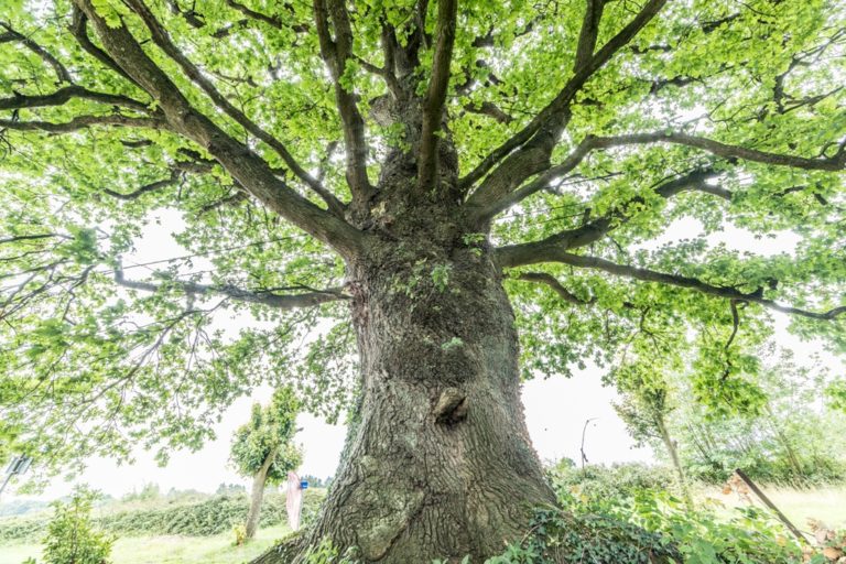 Vote for the most remarkable Belgian tree of the year - Brussels Express